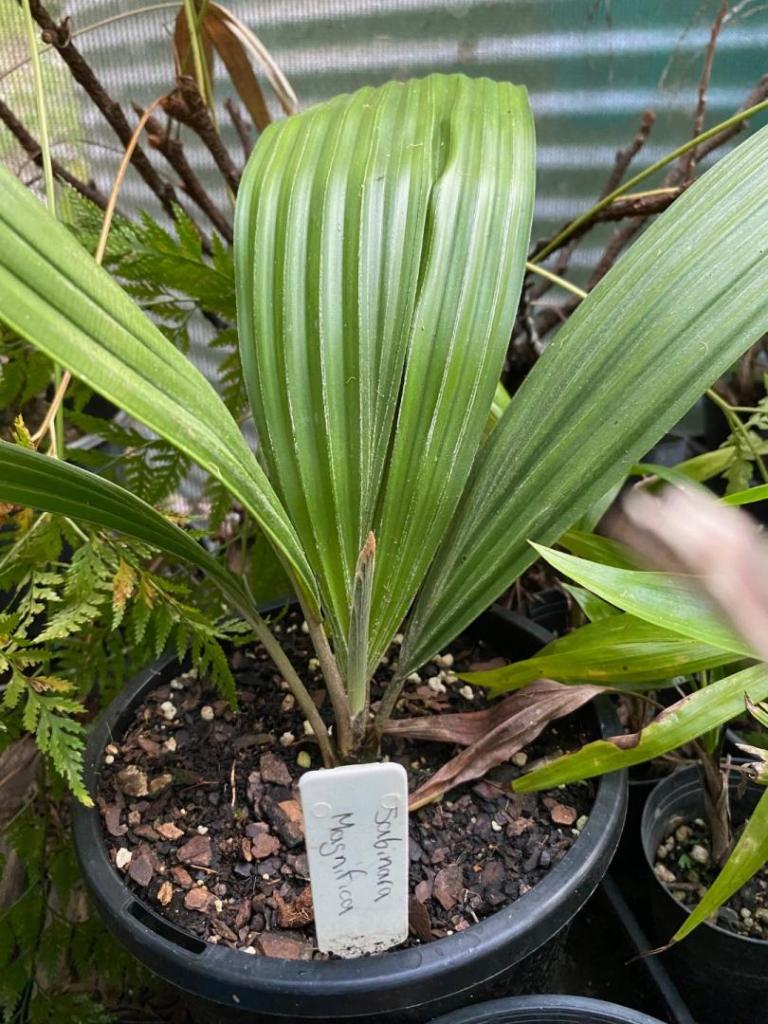 Sabinaria magnifica - DISCUSSING PALM TREES WORLDWIDE - PalmTalk