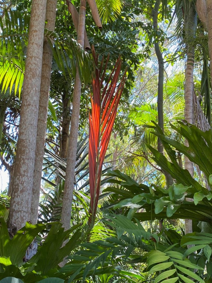 Another chambeyronia photo - DISCUSSING PALM TREES WORLDWIDE - PalmTalk