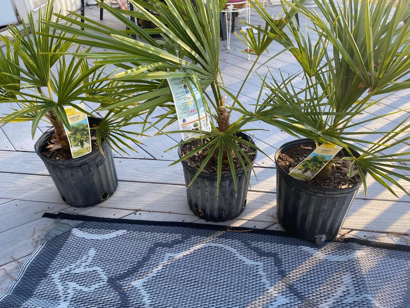Windmill palm collection - COLD HARDY PALMS - PalmTalk