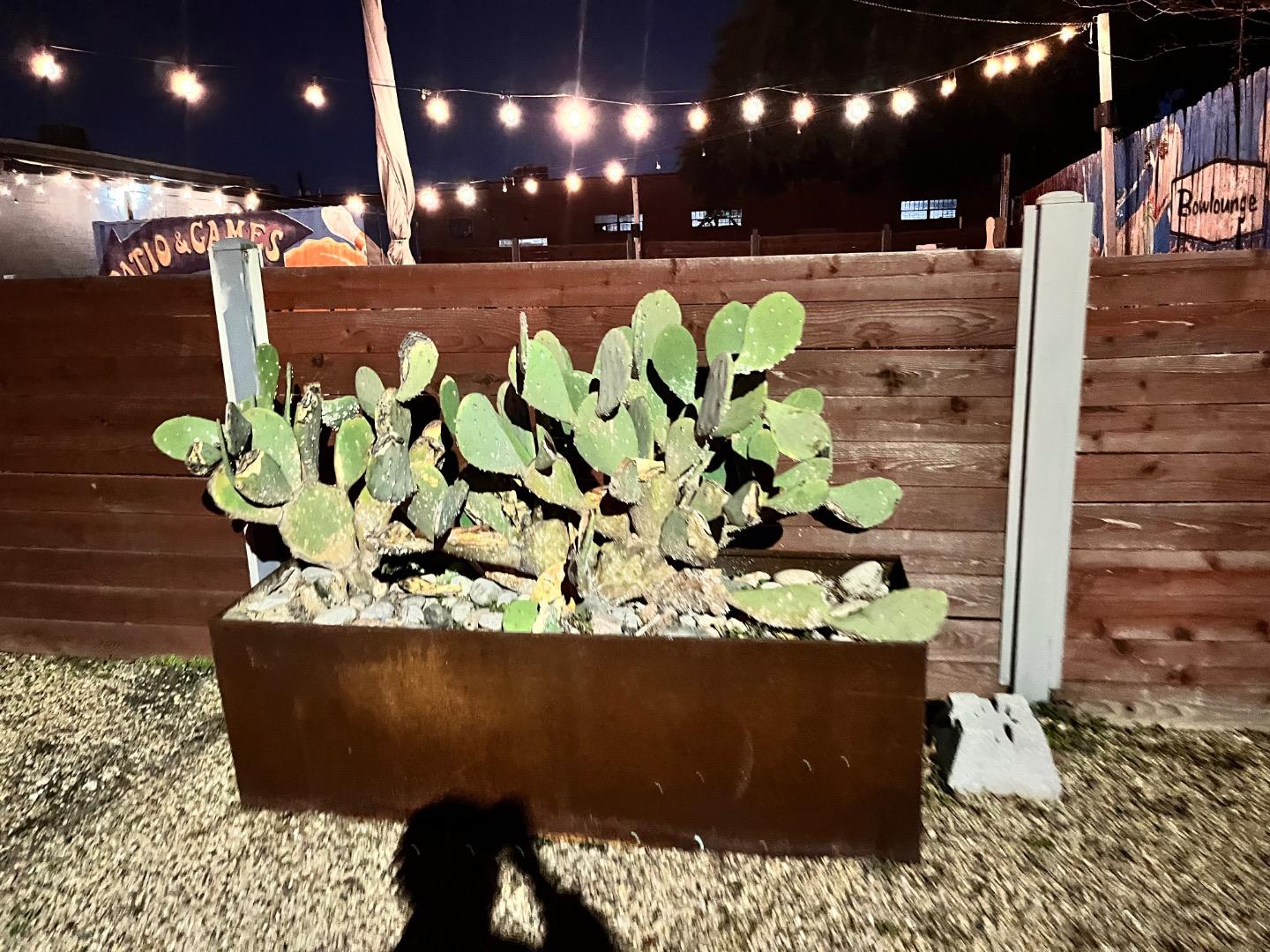 Cactus ID - TROPICAL LOOKING PLANTS - Other Than Palms - PalmTalk