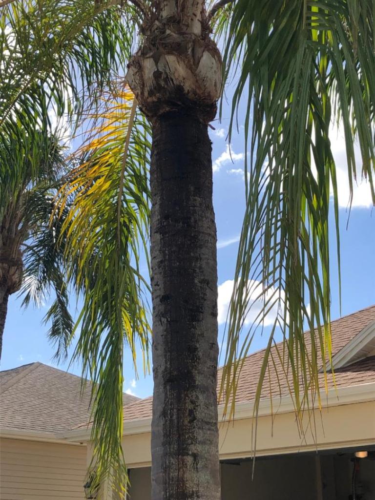 Is my queen palm dying - DISCUSSING PALM TREES WORLDWIDE - PalmTalk