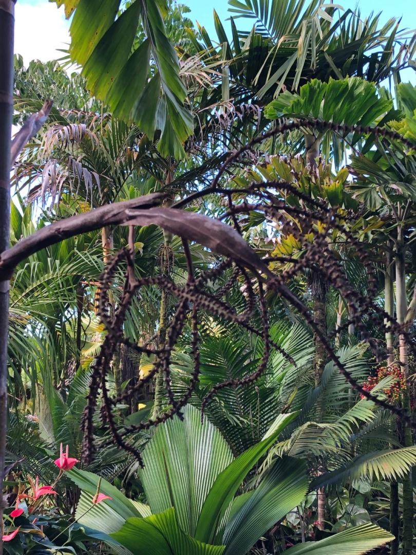 Balaka microcarpa - DISCUSSING PALM TREES WORLDWIDE - PalmTalk