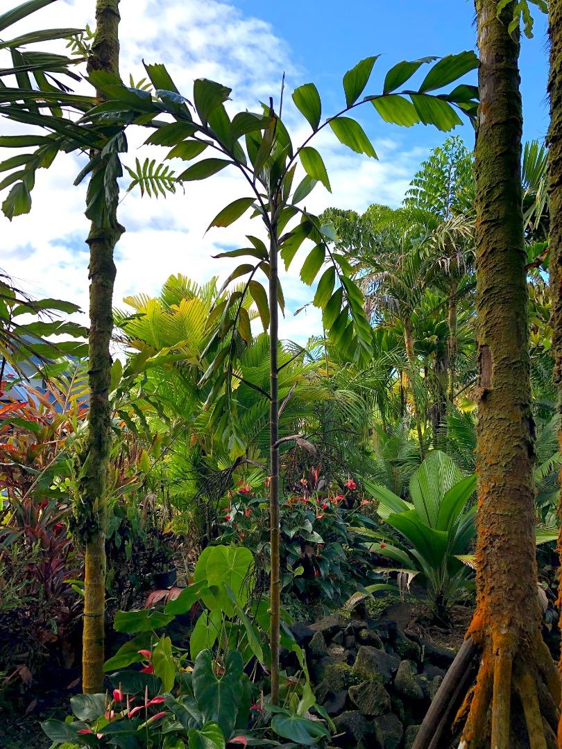 Balaka microcarpa - DISCUSSING PALM TREES WORLDWIDE - PalmTalk