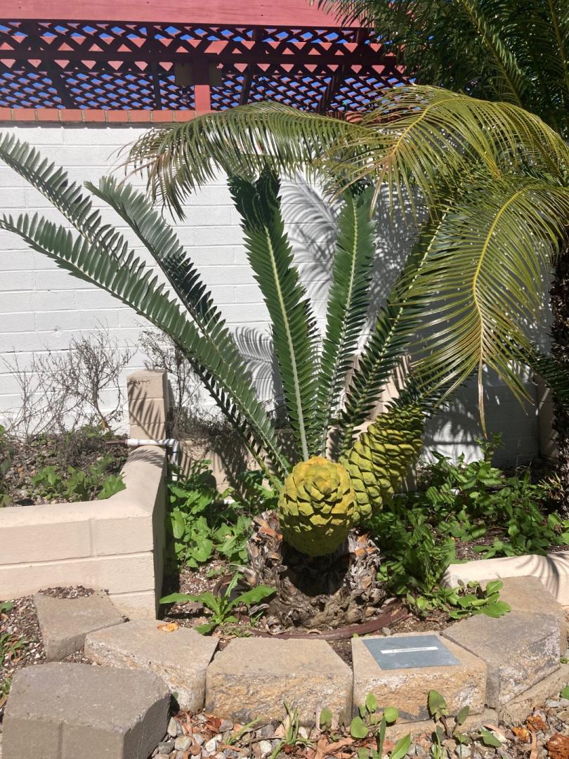 San Diego Cycad Collection (34 Plants) - For Sale - PalmTalk