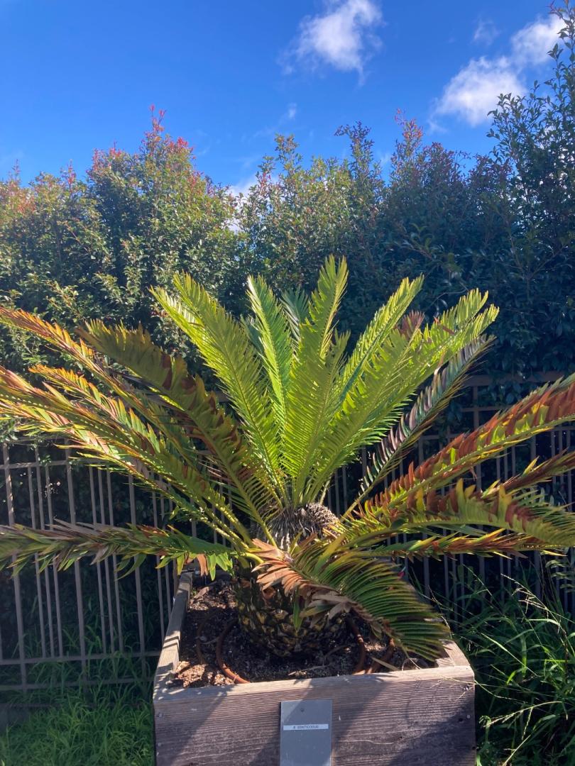 San Diego Cycad Collection (34 Plants) - For Sale - PalmTalk