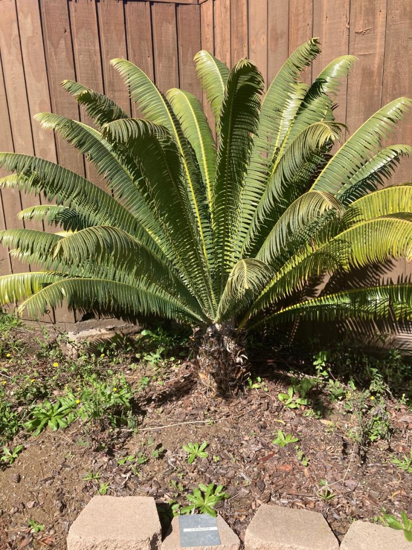 San Diego Cycad Collection (34 Plants) - For Sale - PalmTalk