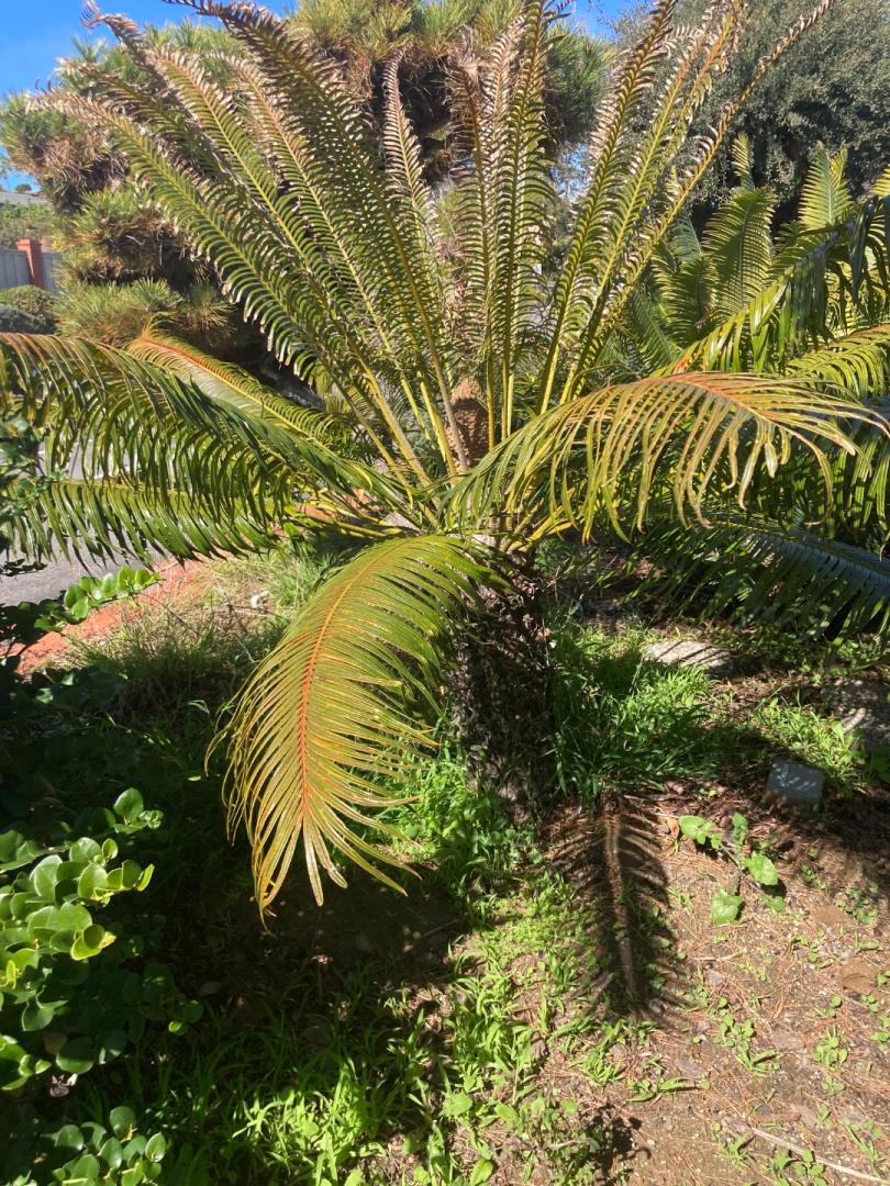 San Diego Cycad Collection (34 Plants) - For Sale - PalmTalk