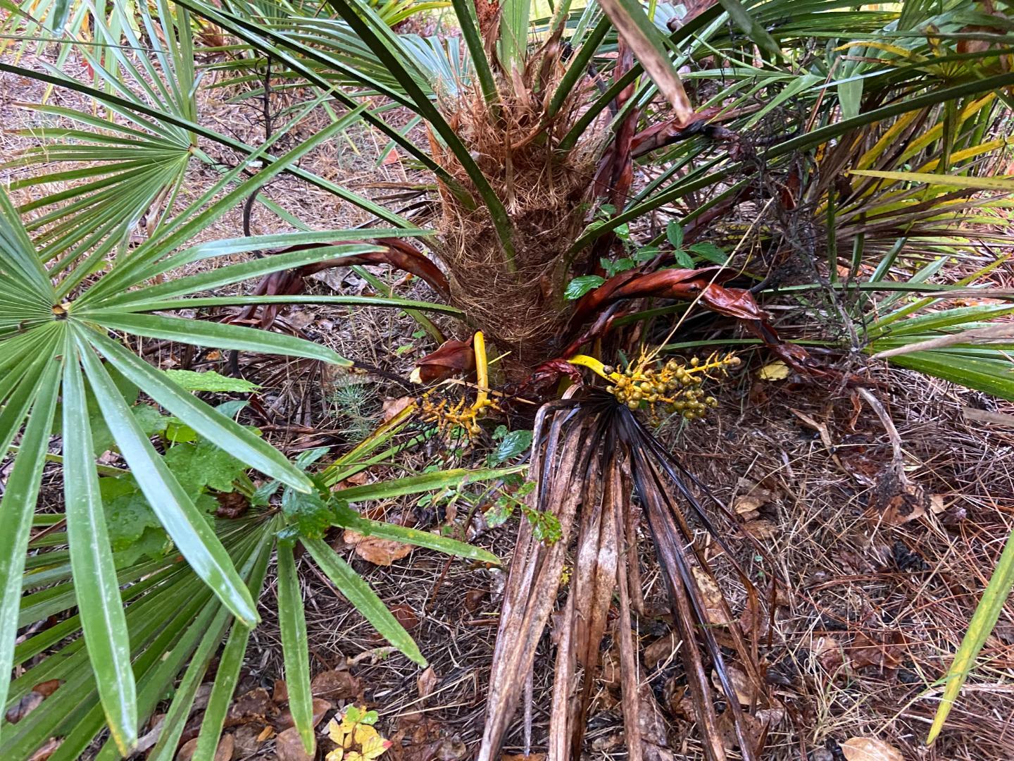 Palm Hunter Seeds Spring 2024 Offering - For Sale - PalmTalk