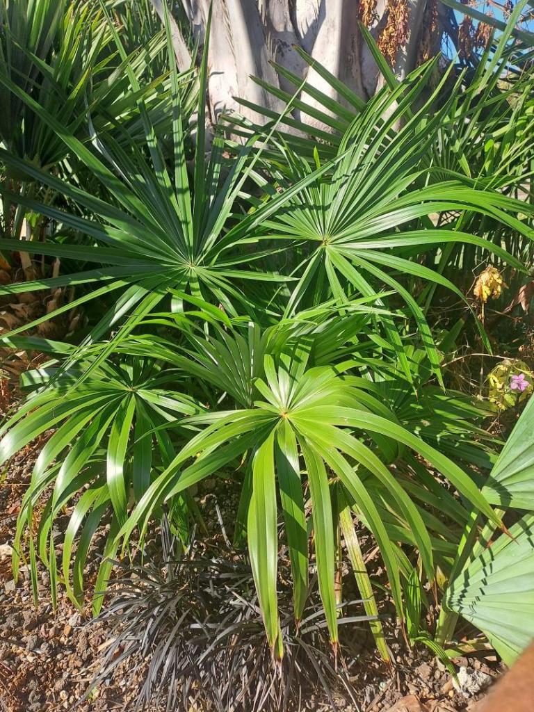 Brahea moorei - DISCUSSING PALM TREES WORLDWIDE - PalmTalk