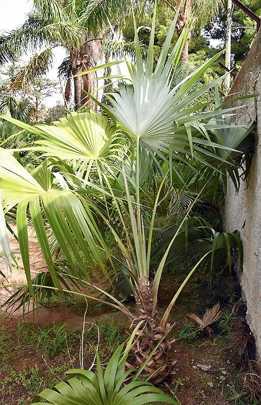 Advice on Leucothrinax morrisii - DISCUSSING PALM TREES WORLDWIDE ...