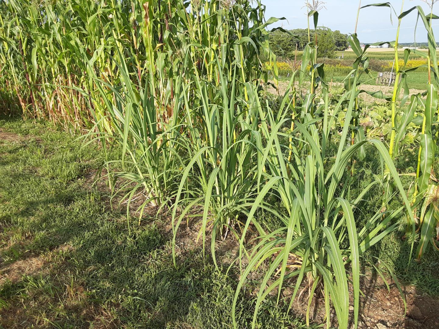 sabal minor in zone 6a? - COLD HARDY PALMS - PalmTalk