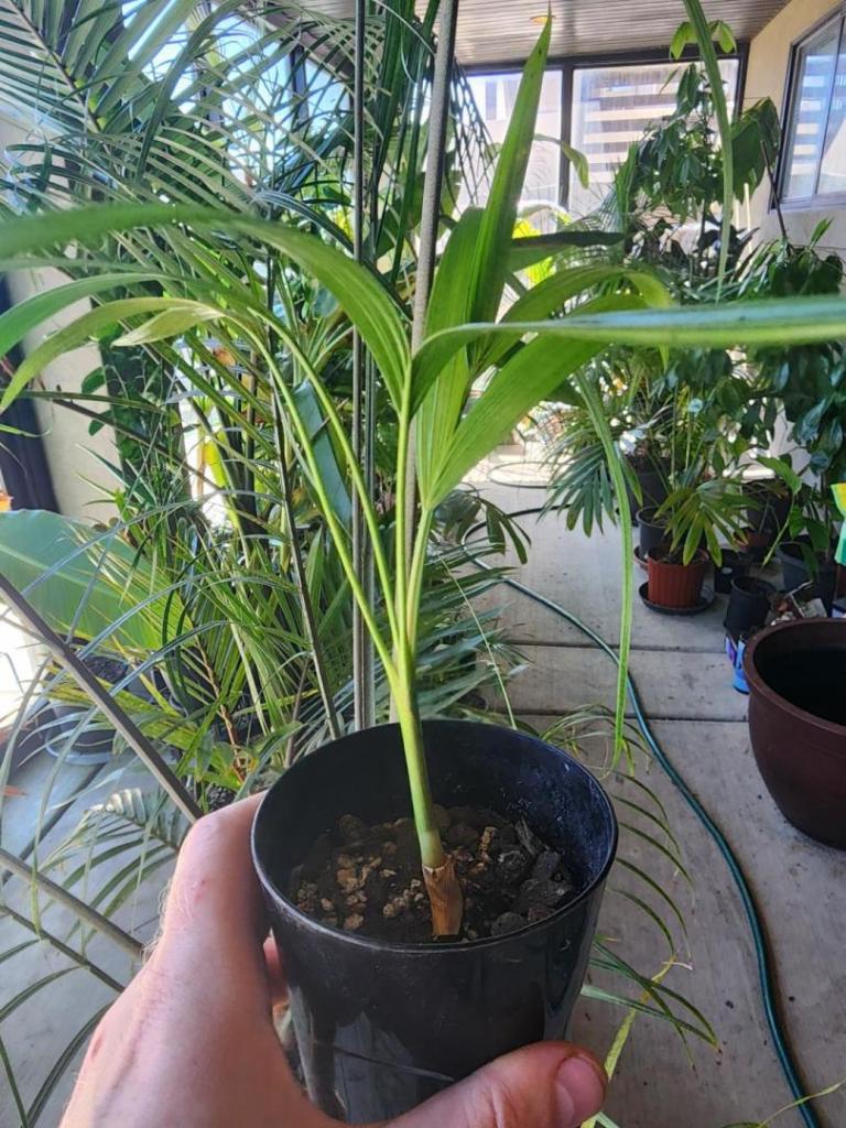 Dypsis baronii black petiole - DISCUSSING PALM TREES WORLDWIDE - PalmTalk