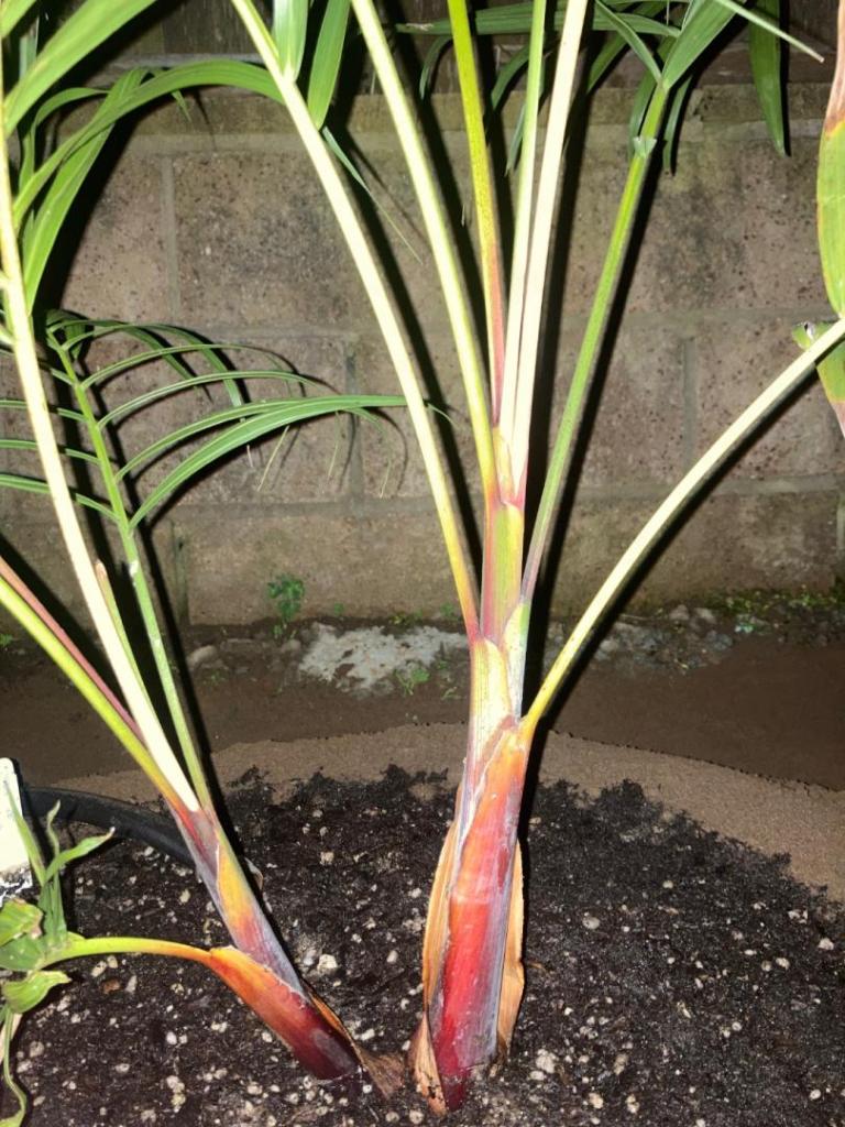 Dypsis baronii black petiole - DISCUSSING PALM TREES WORLDWIDE - PalmTalk