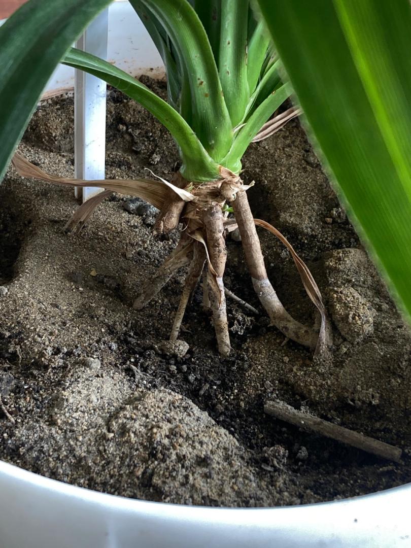 Pandanus roots in the air - TROPICAL LOOKING PLANTS - Other Than Palms ...