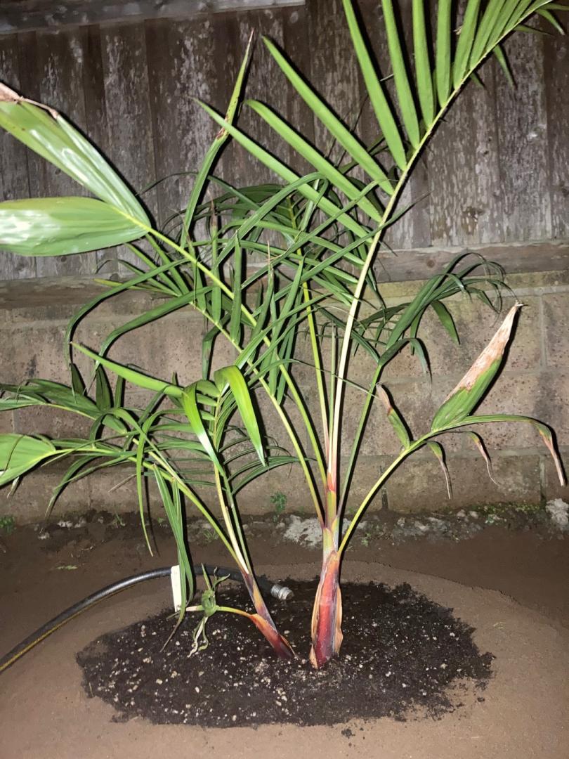 Dypsis baronii black petiole - DISCUSSING PALM TREES WORLDWIDE - PalmTalk