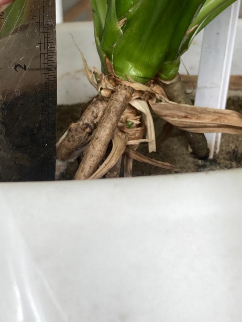 Pandanus roots in the air - TROPICAL LOOKING PLANTS - Other Than Palms ...