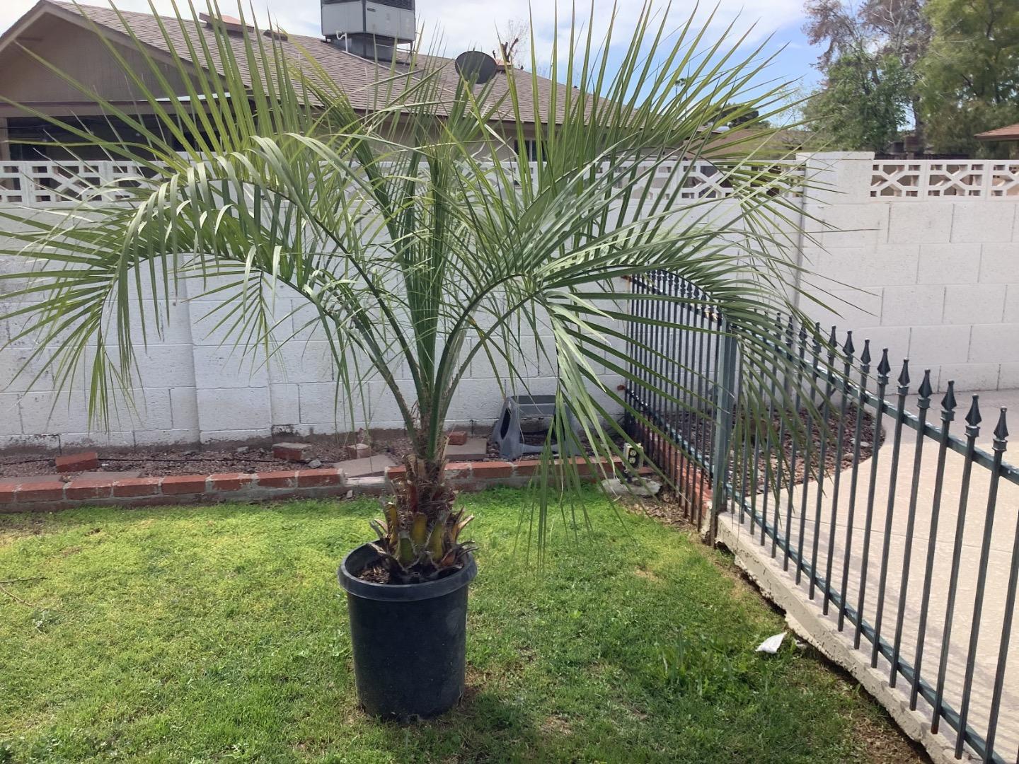 What type of Butia Palm is it? Info in desc - PALMS IN POTS - PalmTalk