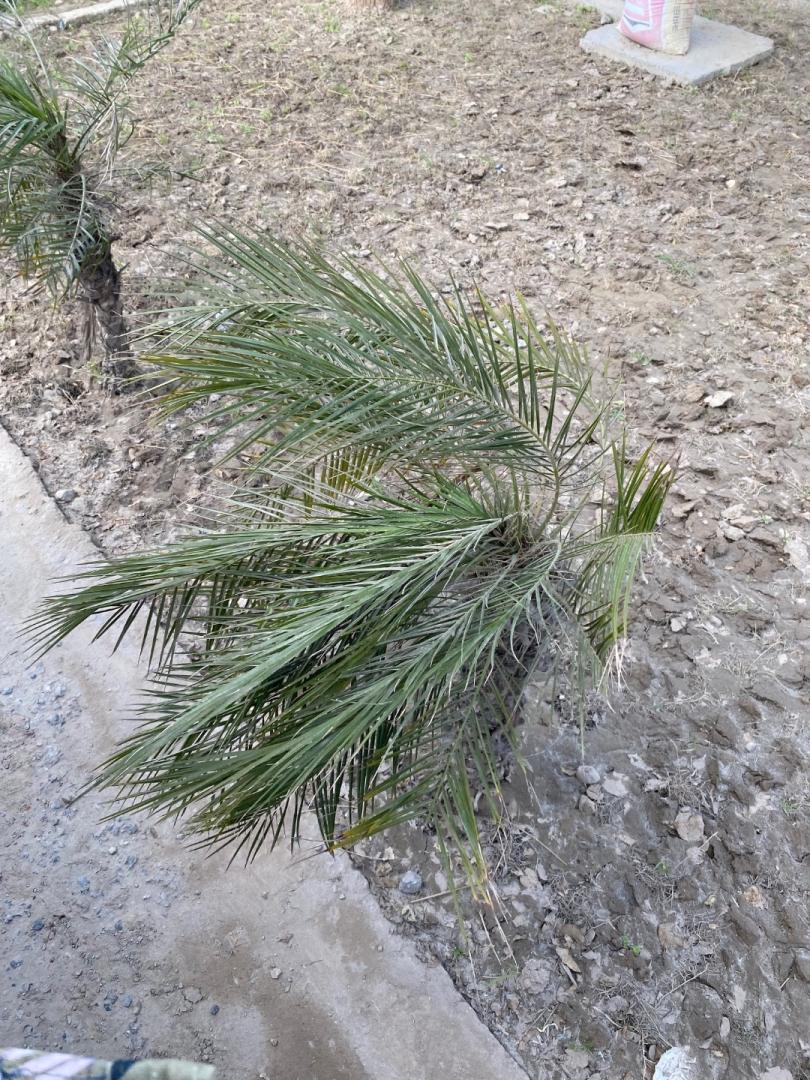 Affects of pollution on palms in India - DISCUSSING PALM TREES ...