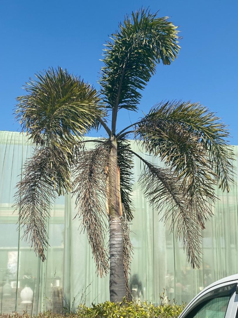 Affects of pollution on palms in India - DISCUSSING PALM TREES ...