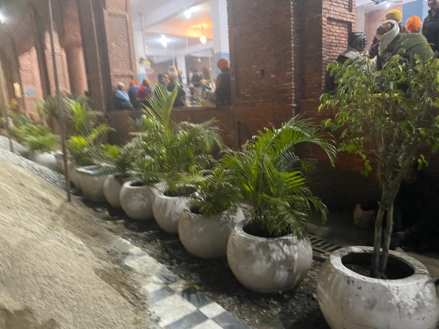 Golden temple container palms Amritsar - TRAVEL LOGS - PalmTalk