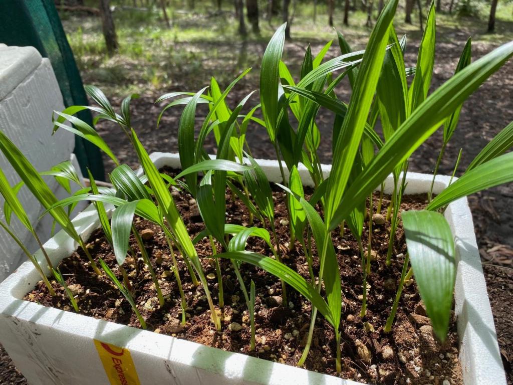 Dypsis baronii black petiole - DISCUSSING PALM TREES WORLDWIDE - PalmTalk