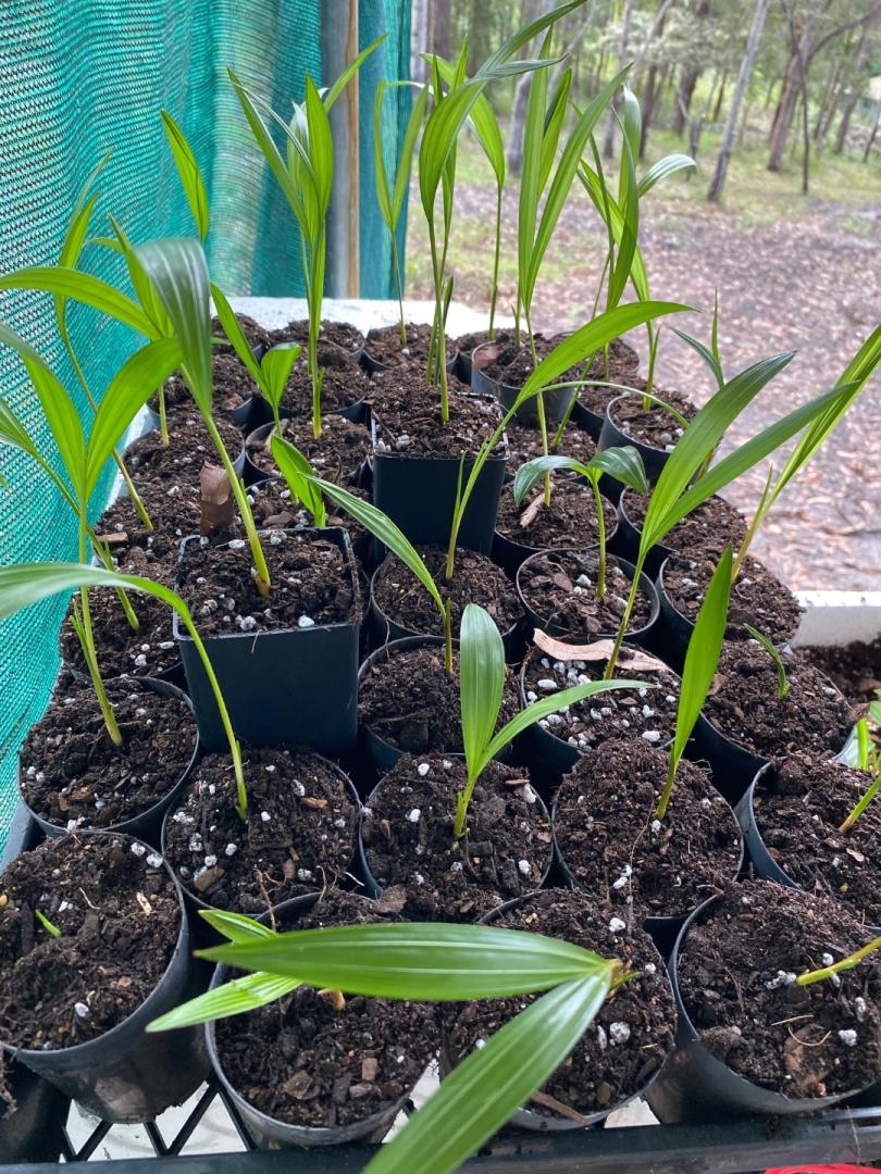 Dypsis baronii black petiole - DISCUSSING PALM TREES WORLDWIDE - PalmTalk
