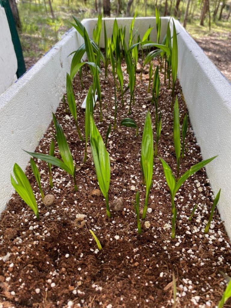 Dypsis baronii black petiole - DISCUSSING PALM TREES WORLDWIDE - PalmTalk