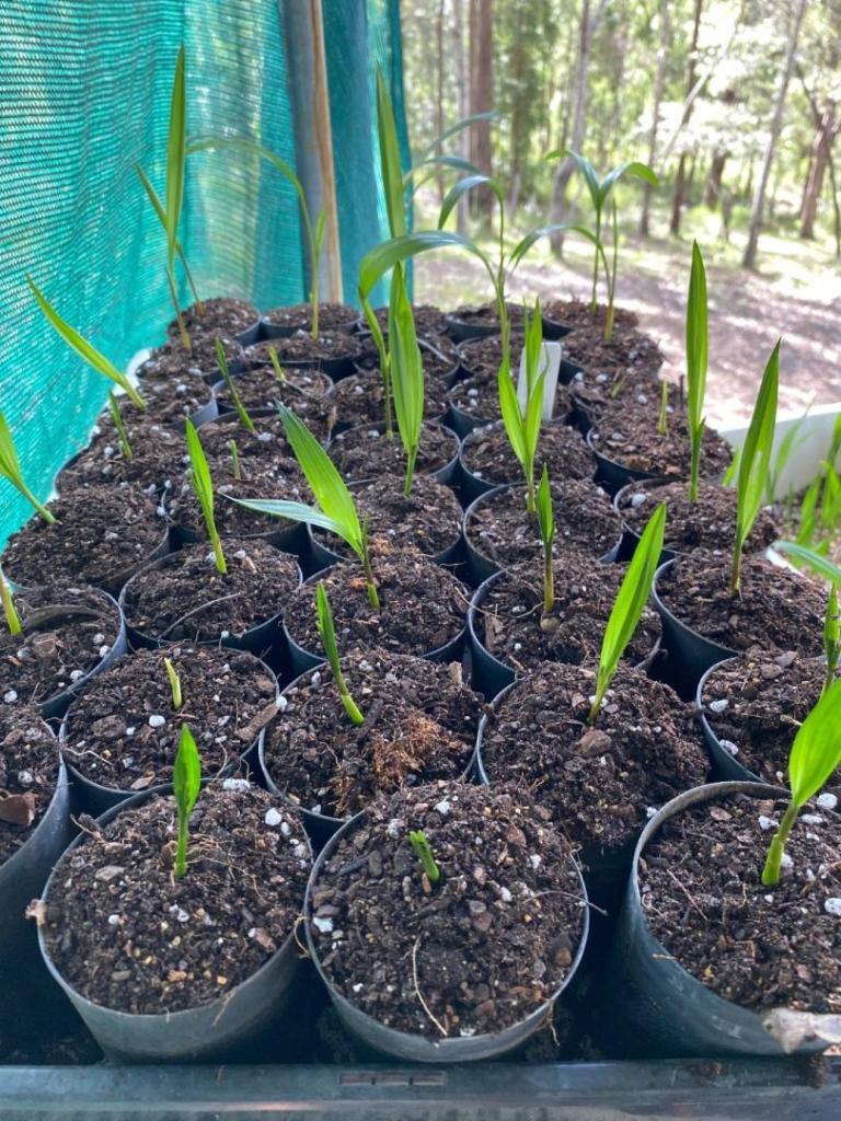 Dypsis baronii black petiole - DISCUSSING PALM TREES WORLDWIDE - PalmTalk