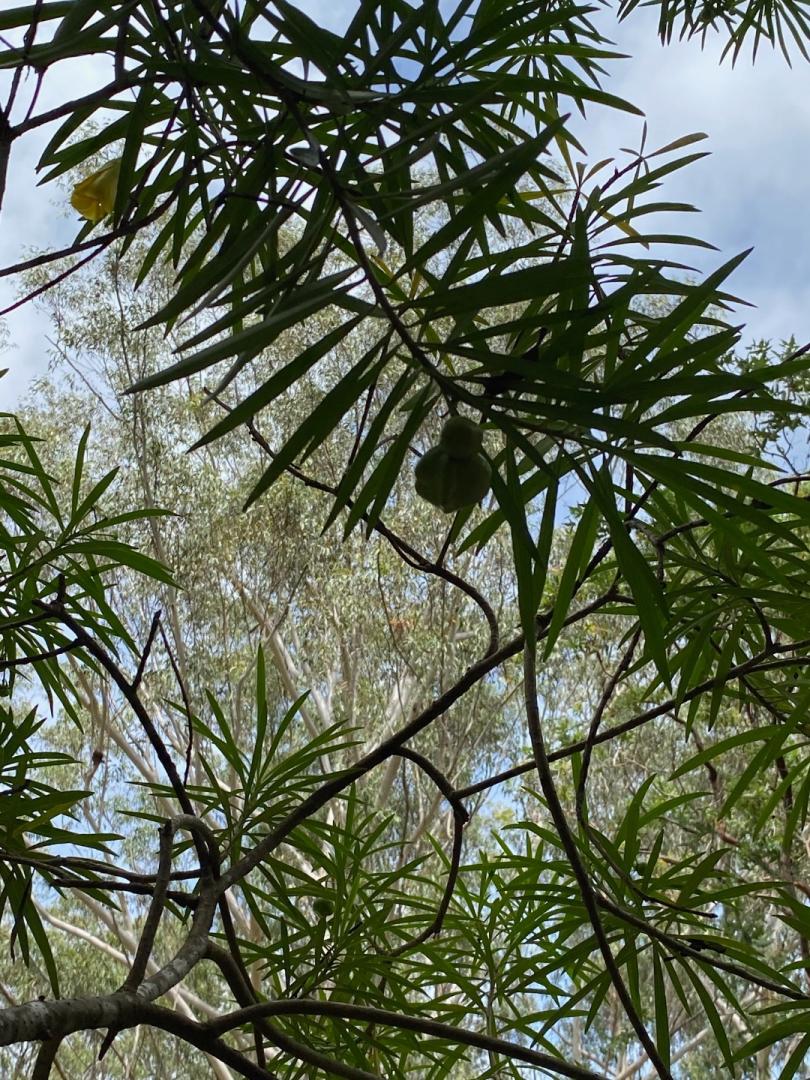 Be still tree cascabela thevetia - TROPICAL LOOKING PLANTS - Other Than ...