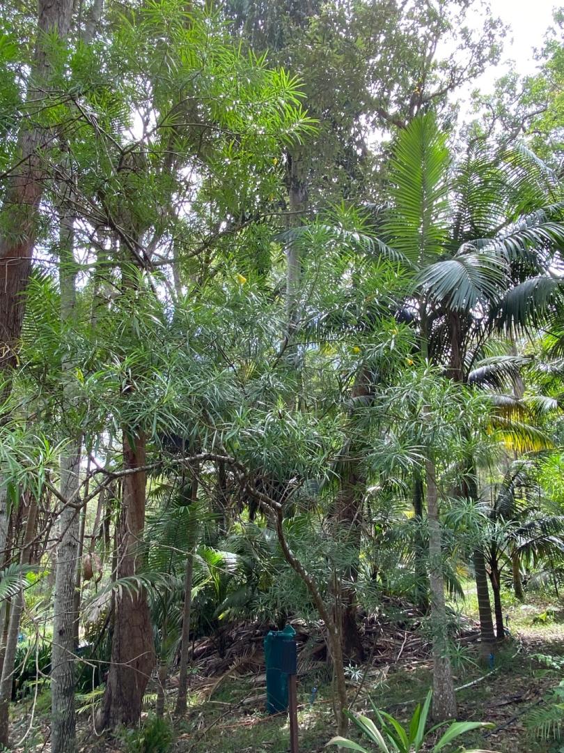 Be still tree cascabela thevetia - TROPICAL LOOKING PLANTS - Other Than ...
