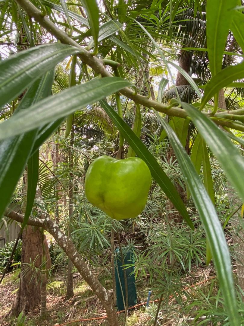 Be still tree cascabela thevetia - TROPICAL LOOKING PLANTS - Other Than ...