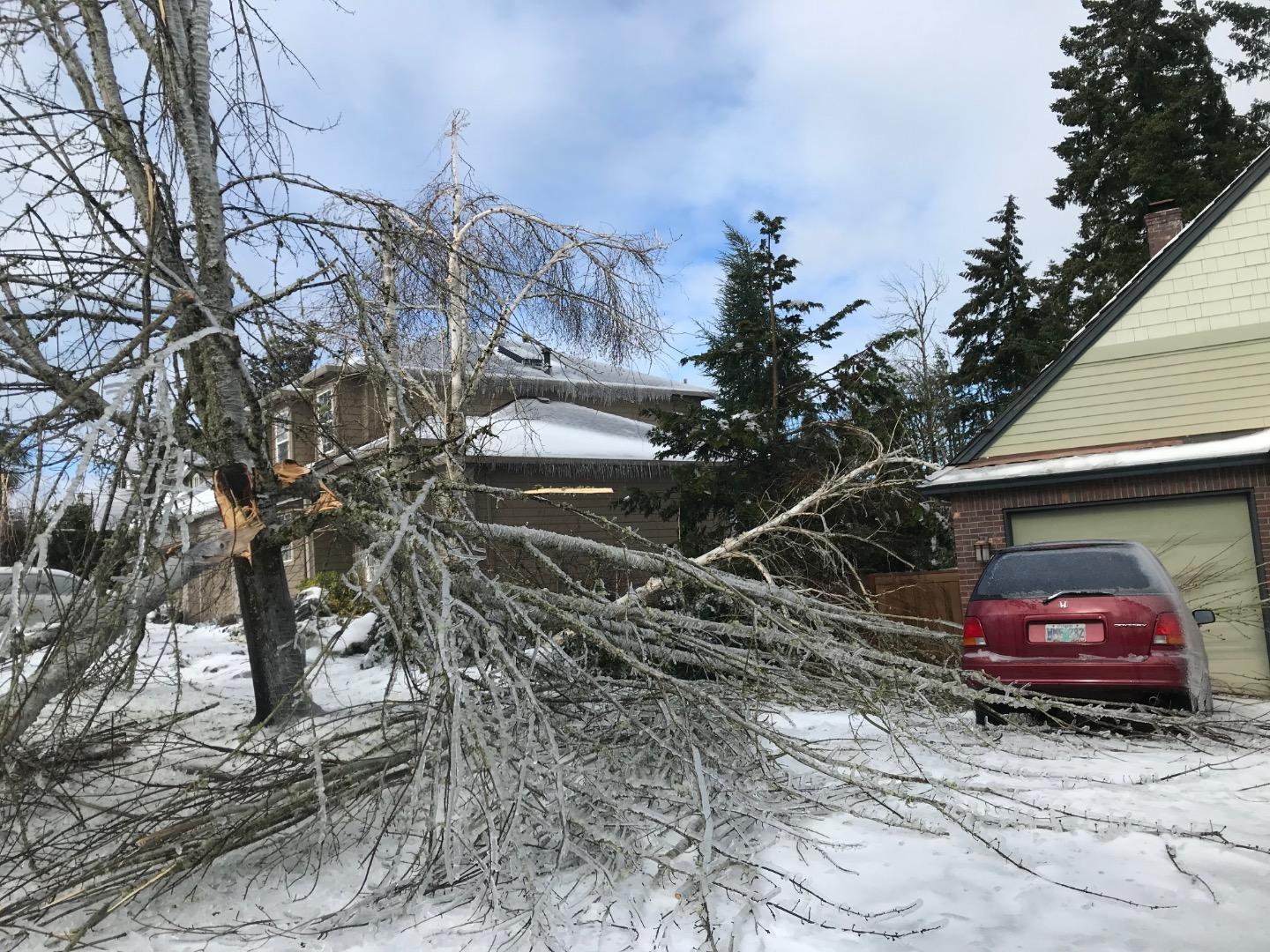 Palm and other exotics damage from January deep freeze in Portland OR ...