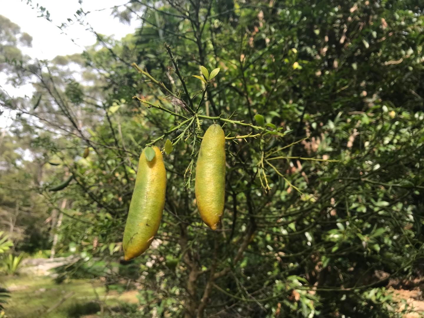 Australian native finger lime - TROPICAL LOOKING PLANTS - Other Than ...