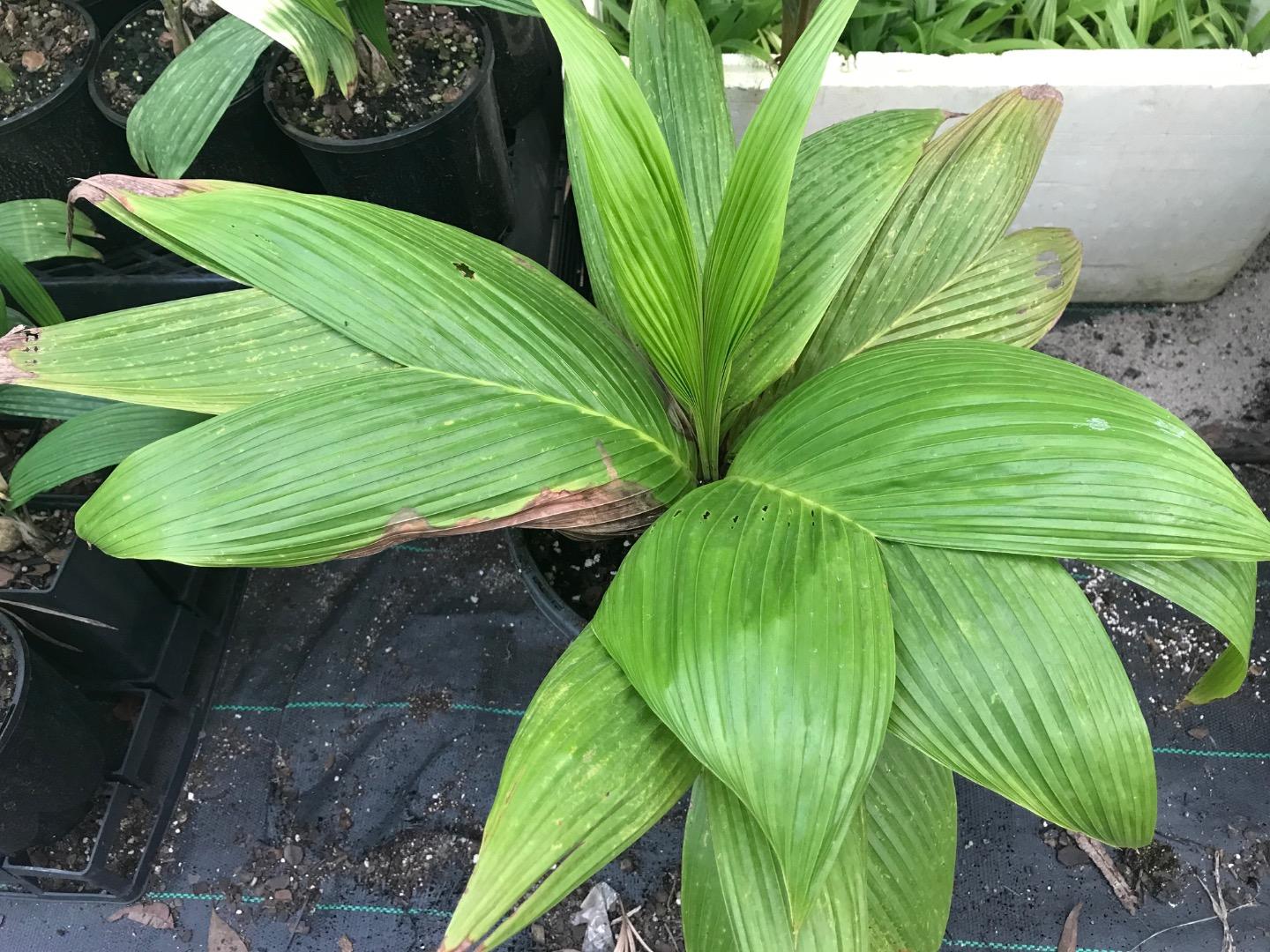 A couple of palmy pics growers choice let’s see your choice ...