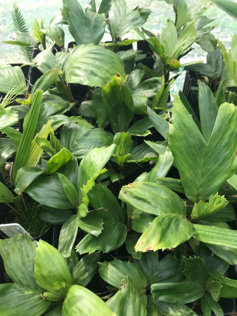 A couple of palmy pics growers choice let’s see your choice ...