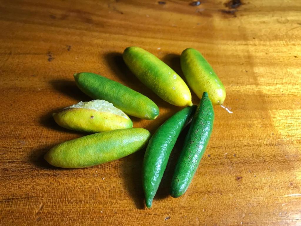Australian native finger lime - TROPICAL LOOKING PLANTS - Other Than ...