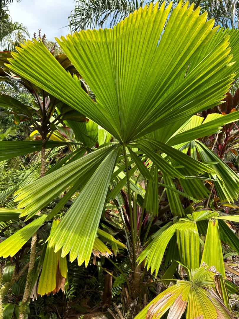 A couple of palmy pics growers choice let’s see your choice ...