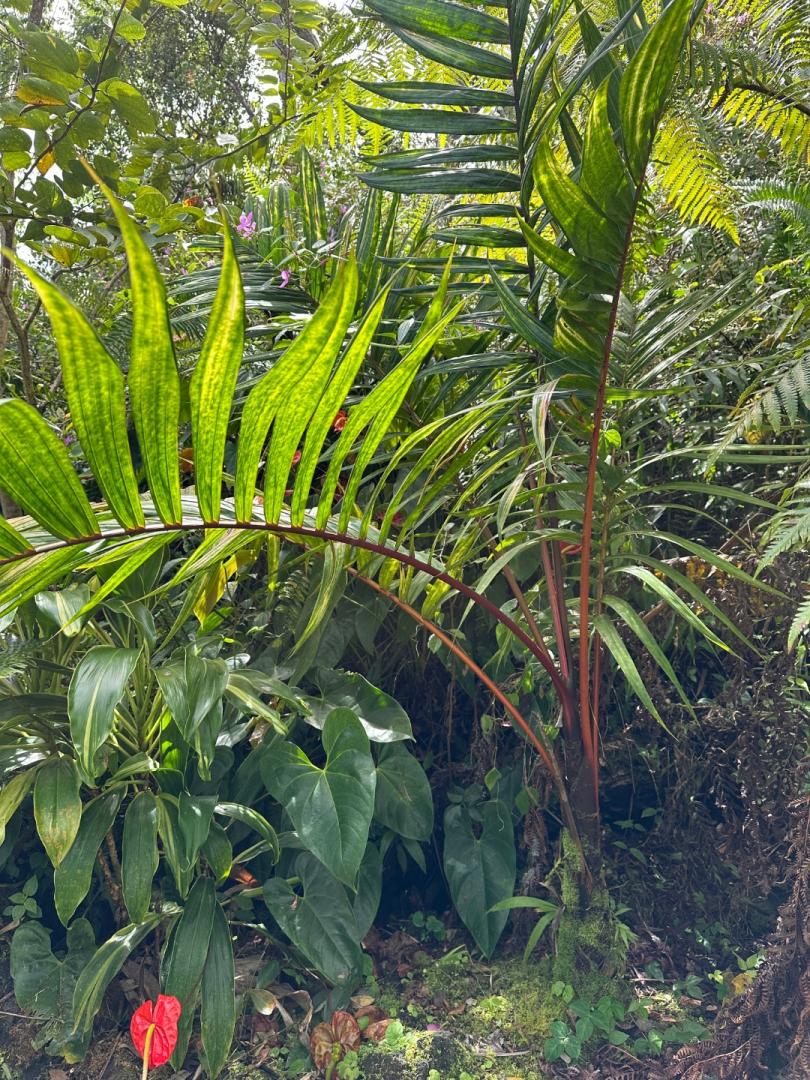 A couple of palmy pics growers choice let’s see your choice ...