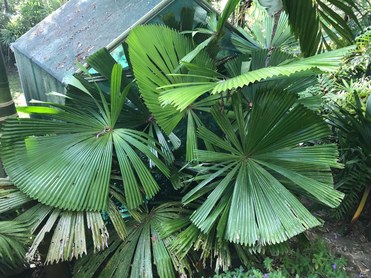 More palmy pics in the garden - DISCUSSING PALM TREES WORLDWIDE - PalmTalk
