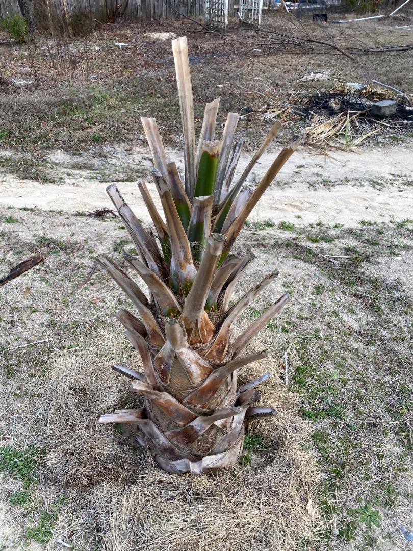 Sabal transplant spear pull! - DISCUSSING PALM TREES WORLDWIDE - PalmTalk