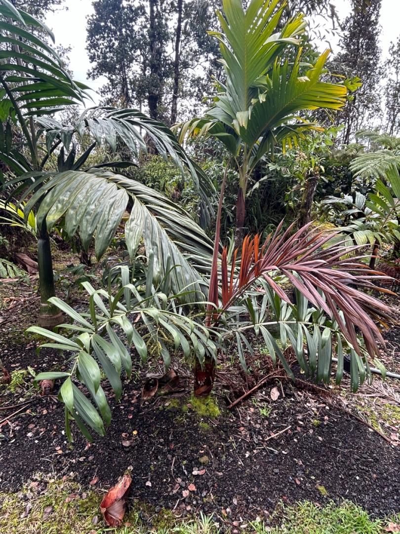 A couple of palmy pics growers choice let’s see your choice ...