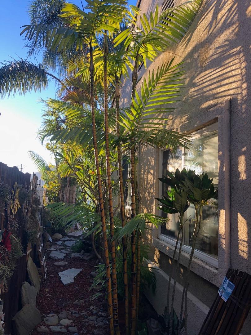 More palmy pics in the garden - DISCUSSING PALM TREES WORLDWIDE - PalmTalk