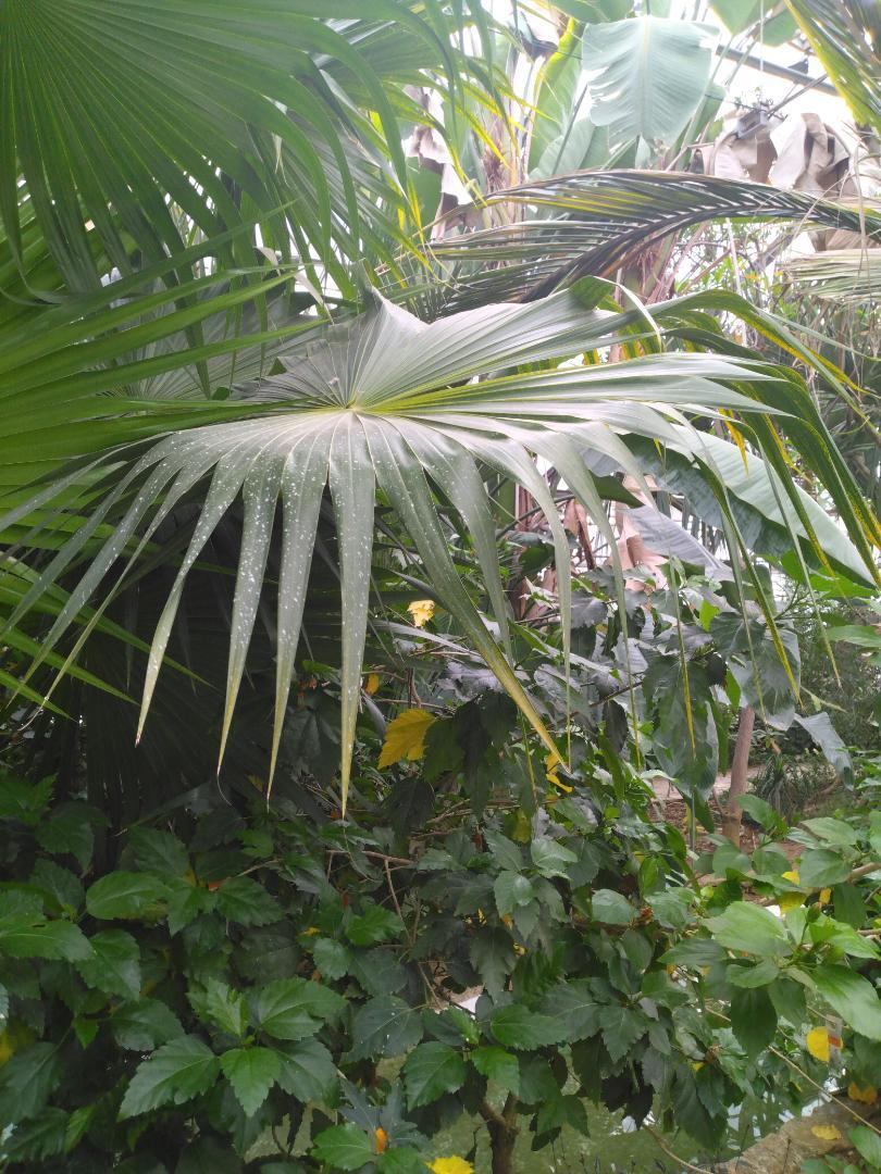 Unknown Palm ? - DISCUSSING PALM TREES WORLDWIDE - PalmTalk