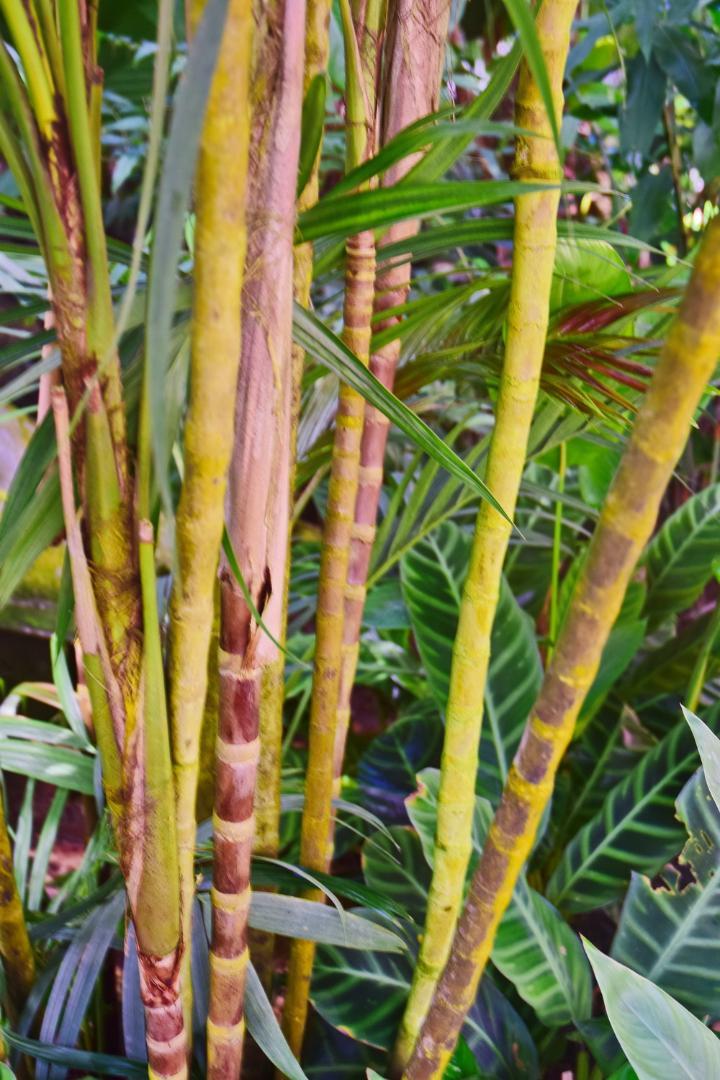 I(D help - Pinanga perhaps - DISCUSSING PALM TREES WORLDWIDE - PalmTalk