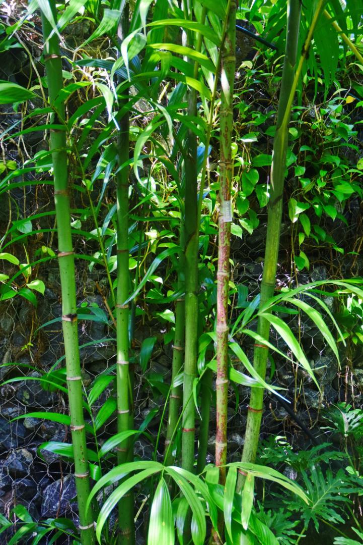ID help please - 4m rainforest species - DISCUSSING PALM TREES ...