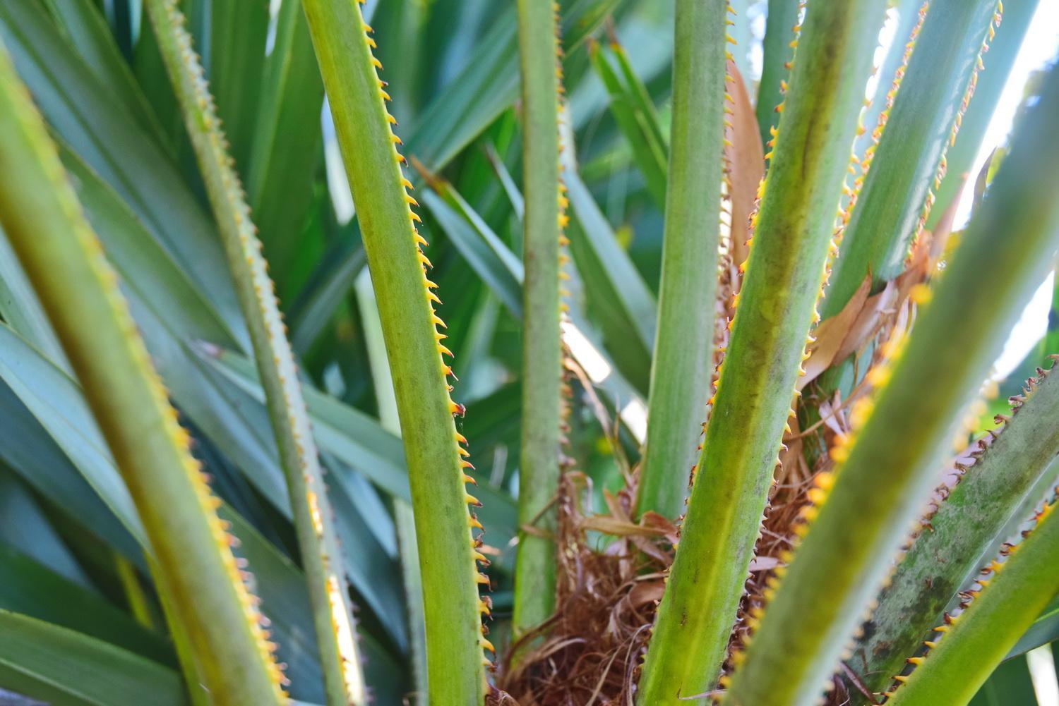 ID help please - small palmate - DISCUSSING PALM TREES WORLDWIDE - PalmTalk