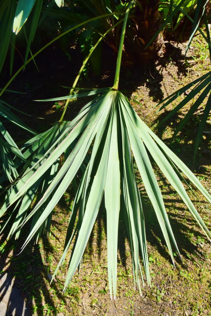 ID help please - small palmate - DISCUSSING PALM TREES WORLDWIDE - PalmTalk