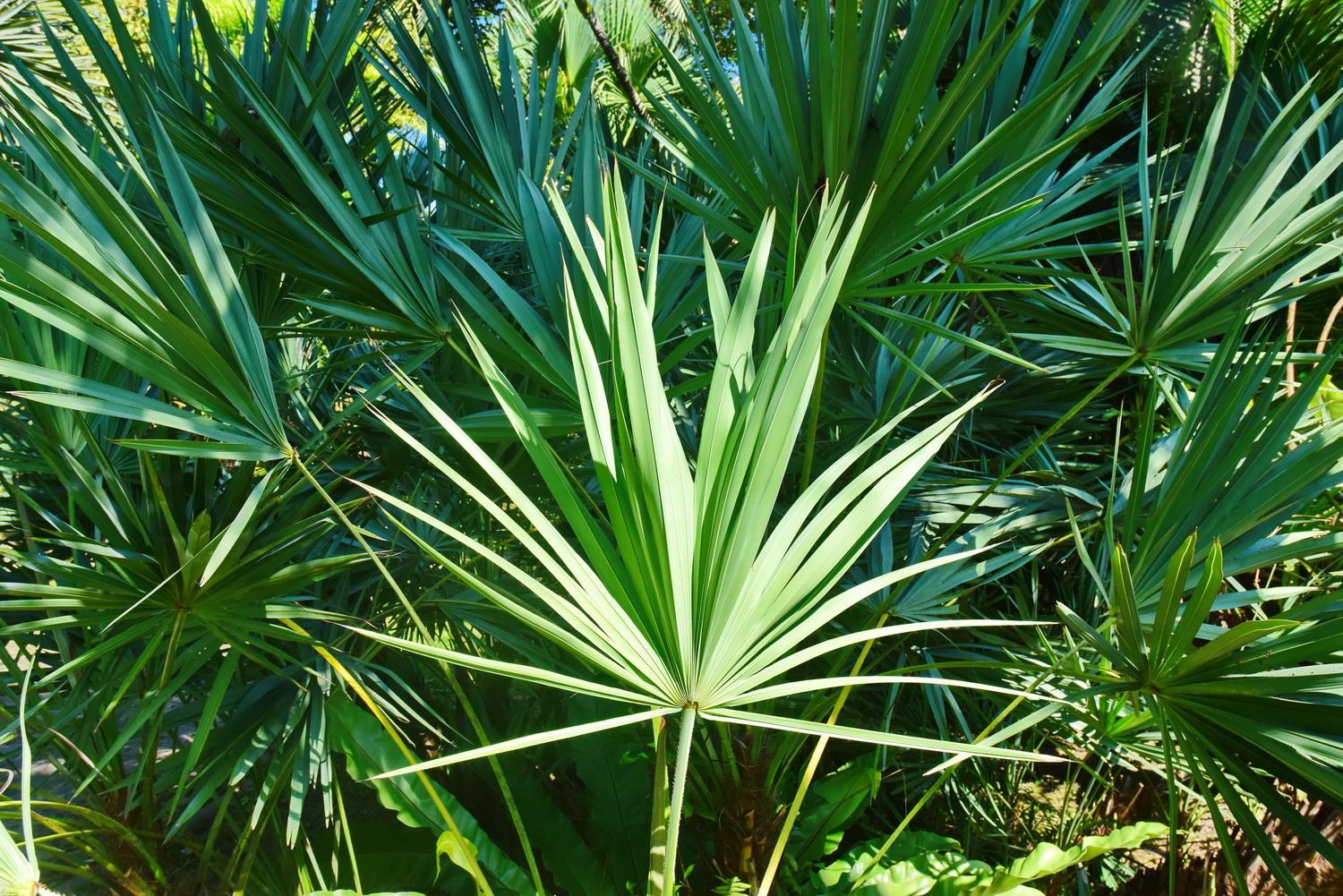 ID help please - small palmate - DISCUSSING PALM TREES WORLDWIDE - PalmTalk