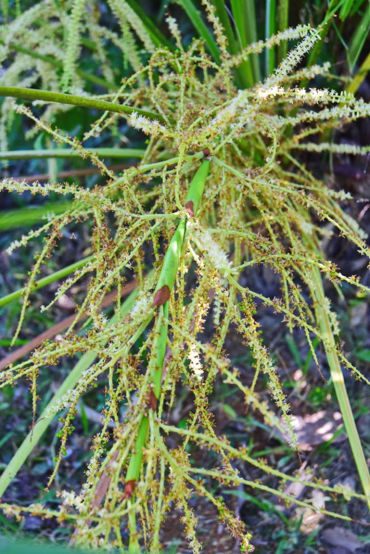ID help please - small palmate - DISCUSSING PALM TREES WORLDWIDE - PalmTalk