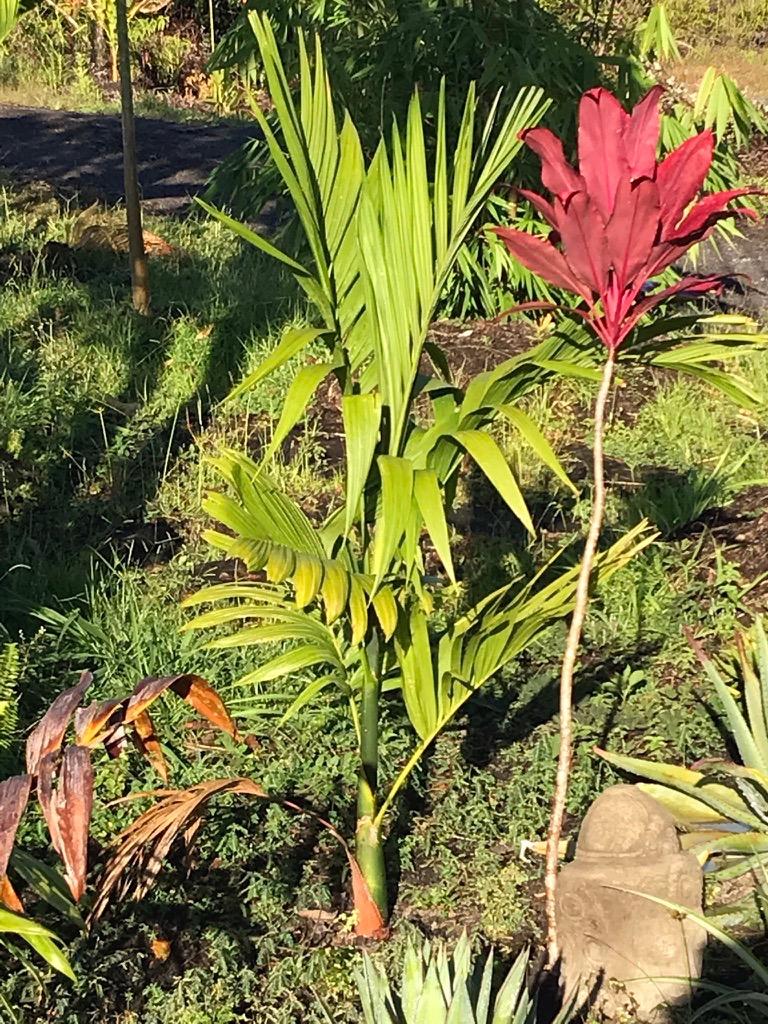 Areca catechu - DISCUSSING PALM TREES WORLDWIDE - PalmTalk